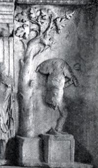 Area of the Ficus Olea Vitis